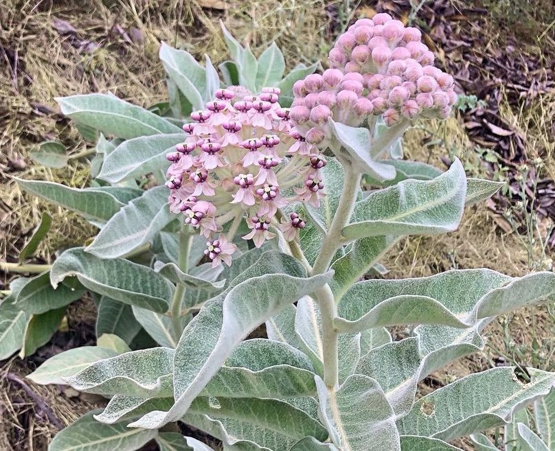 Wild Indian California Monarch Milkweed Kotolo Rare Asclepias eriocarpa ...