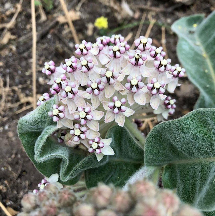 Wild Indian California Monarch Milkweed Kotolo Rare Asclepias eriocarpa ...