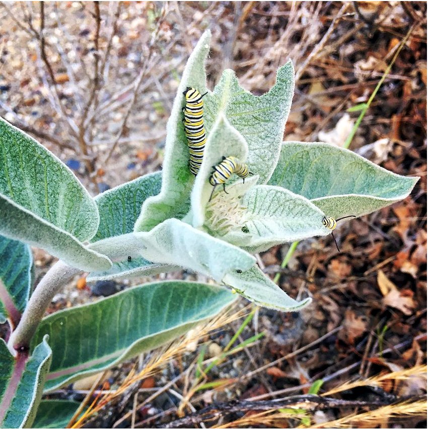 Wild Indian California Monarch Milkweed Kotolo Rare Asclepias eriocarpa ...