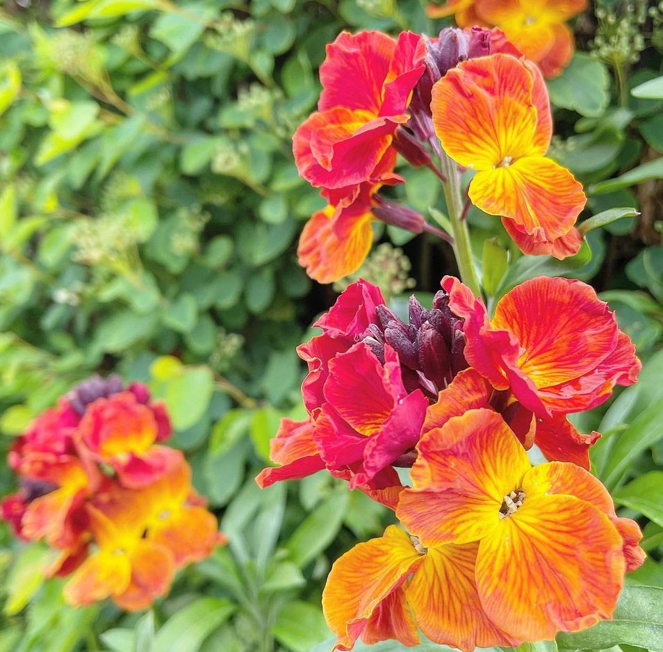 English Wallflower Erysimum Cheiranthus Cheiri - 200 Seeds
