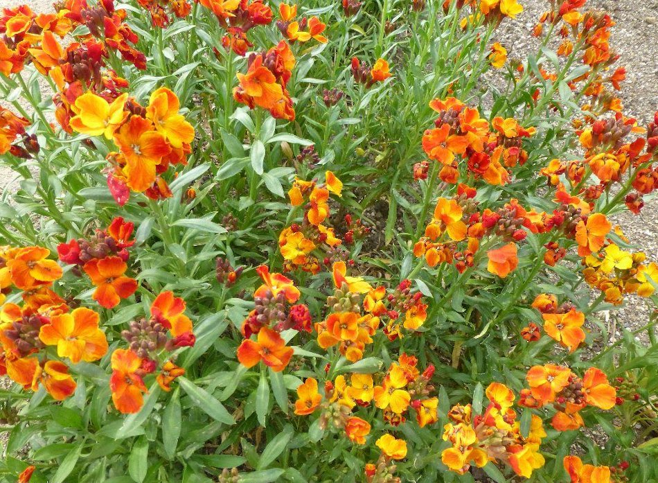 English Wallflower Erysimum Cheiranthus Cheiri - 200 Seeds