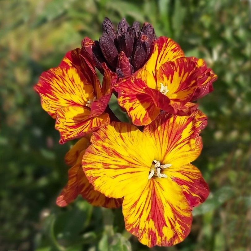 English Wallflower Erysimum Cheiranthus Cheiri - 200 Seeds
