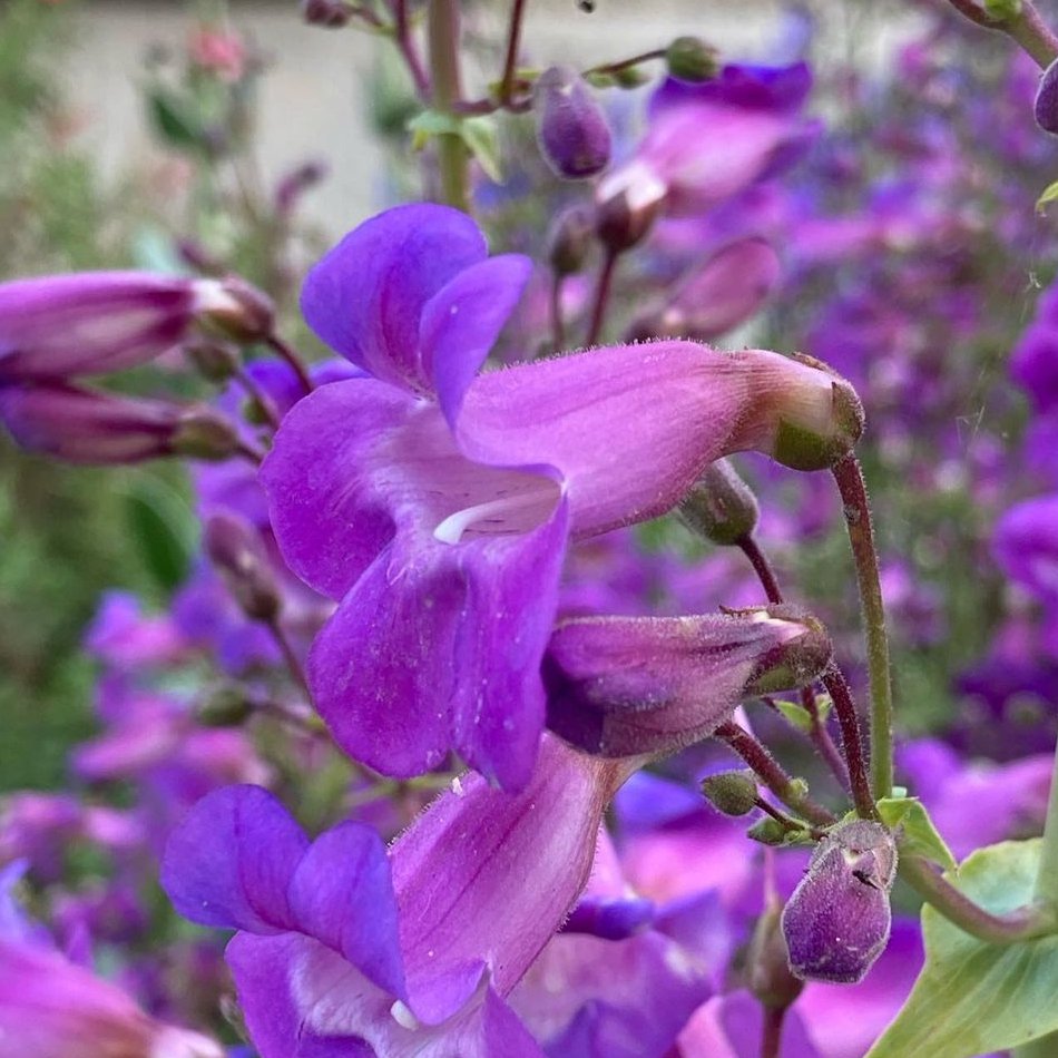 Royal Penstemon Beardtongue Penstemon spectabilis - 100 Seeds