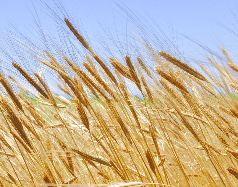 Ancient Grain Heirloom Einkorn Wheat Organic Triticum monococcum - 100 ...
