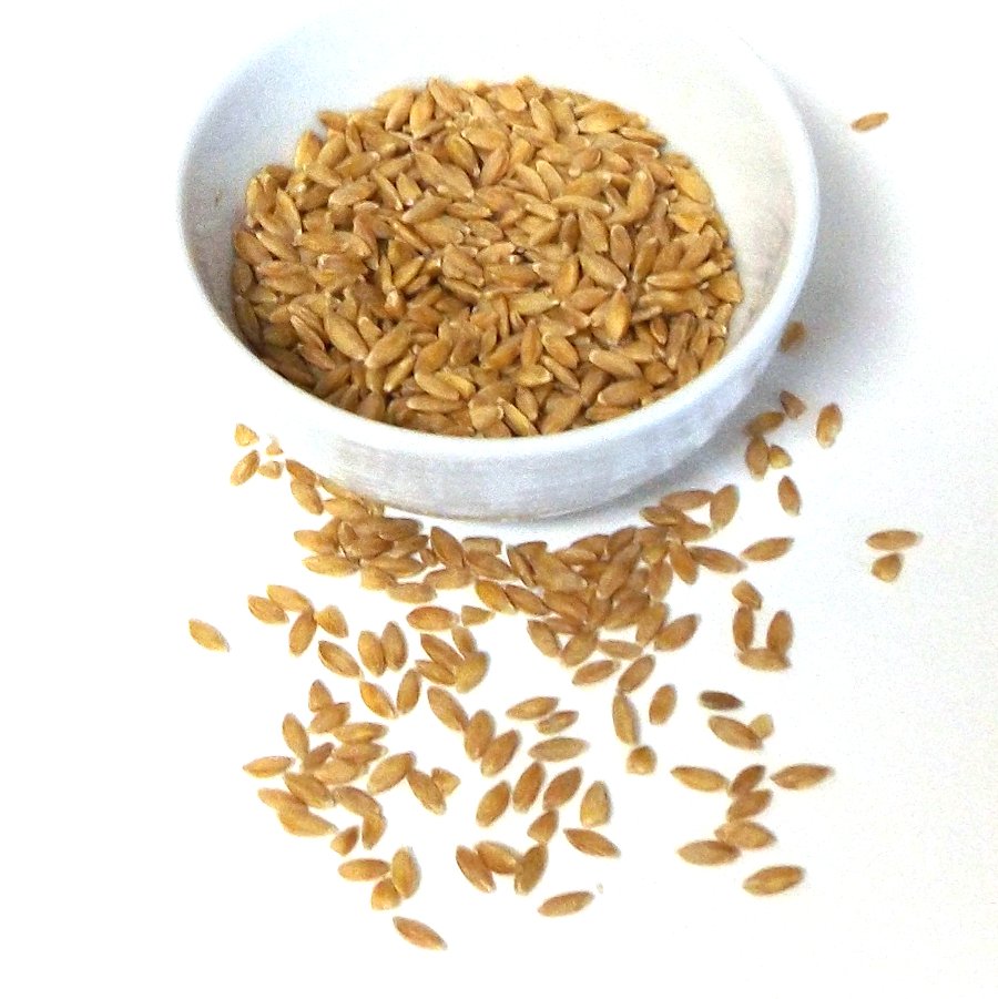 Ancient Grain Heirloom Einkorn Wheat Organic Triticum monococcum - 100 ...