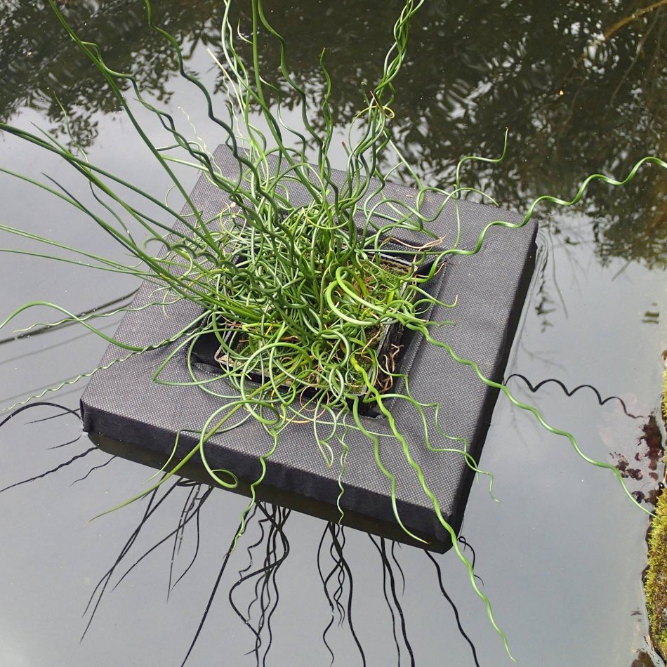 Curly Wurly Corkscrew Rush Juncus effusus spiralis - 25 Seeds