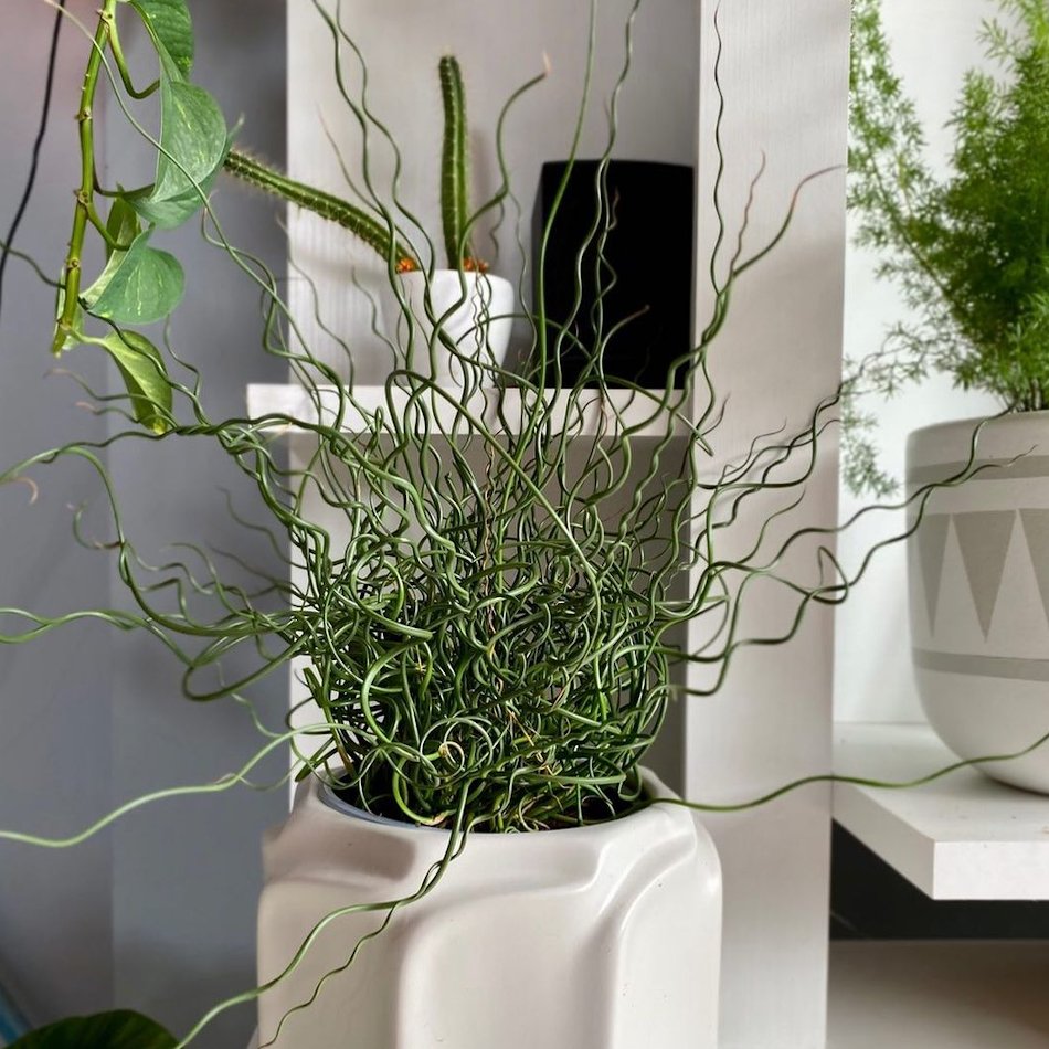 Corkscrew Rush Curly Wurly Juncus effusus spiralis - 25 Seeds