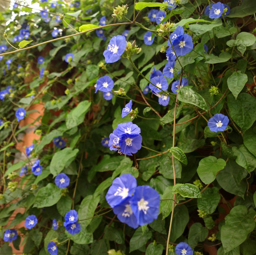 Native Skyblue Clustervine Vibrant Veil Rare Jacquemontia pentanthos ...