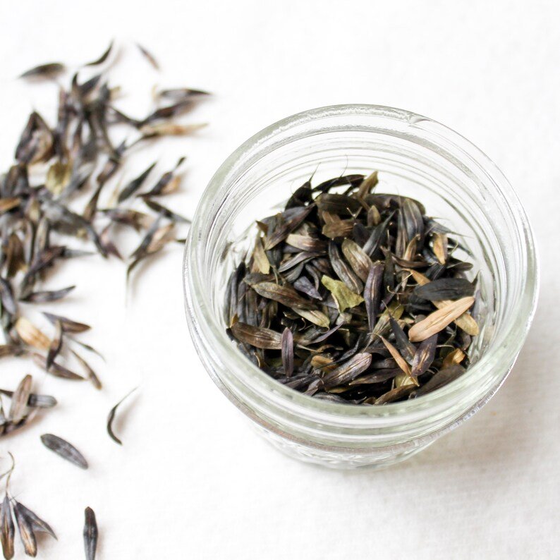 Dyer's Indigo Organic Woad Radix Isatidis Isatis tinctoria - 30 Seeds