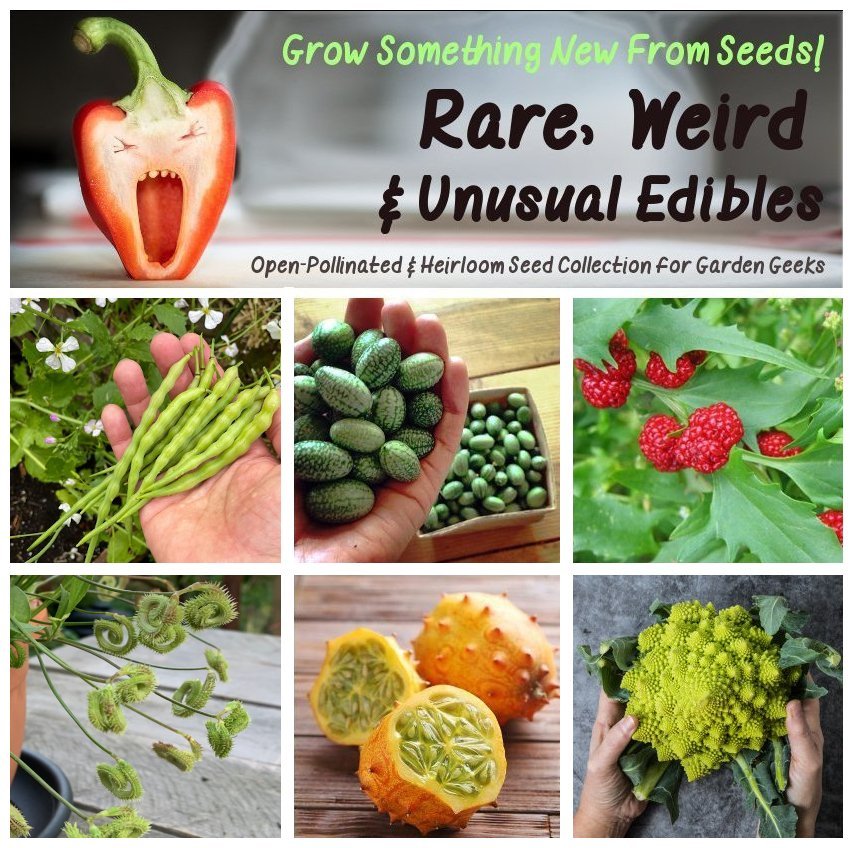 Weird and Wacky Unusual Heirloom Edibles Garden Seed Collection - 6 ...
