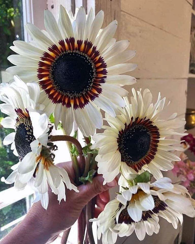 Rare Heirloom Zulu Prince Daisy Venidium fastuosum - 50 Seeds