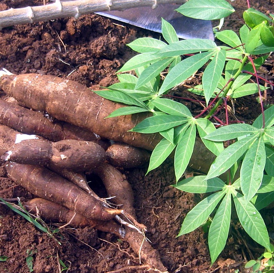 Tapioca Manioc Exotic Cassava Vegetable Manihot esculenta - Live Plant