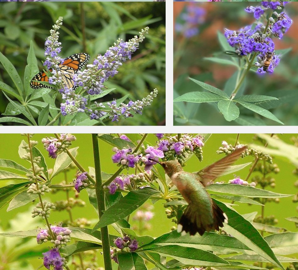 Blue Chaste Tree Texas Lilac Vitex agnus castus - 15 Seeds