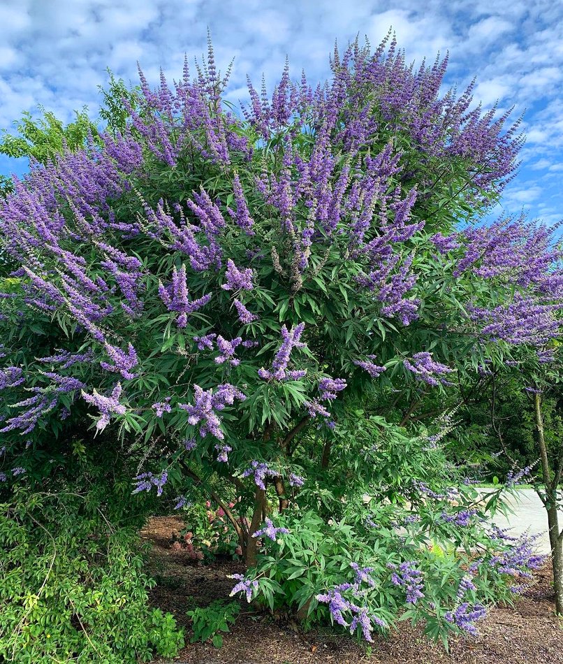 Blue Chaste Tree Texas Lilac Vitex agnus castus - 15 Seeds