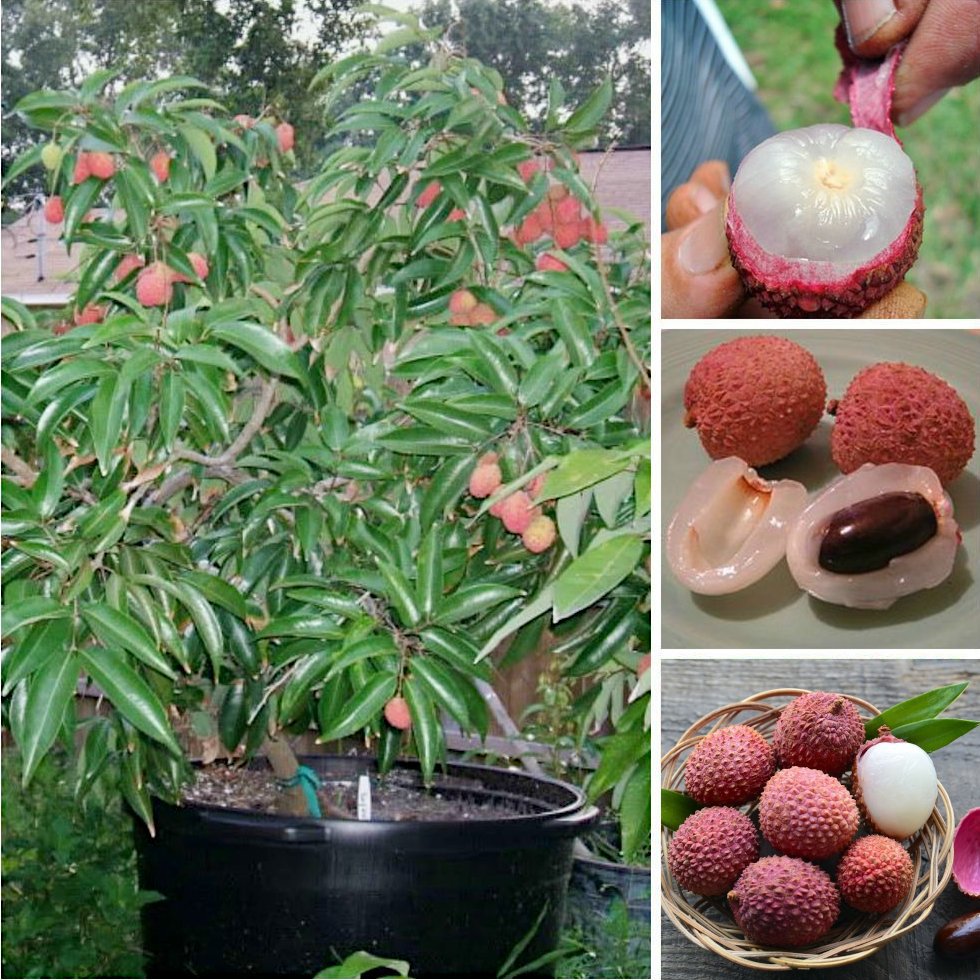 Tropical Lychee Fruit Litchi chinensis - 5 Seeds Whole Fruits