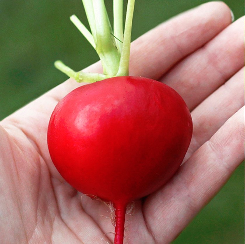 Red Radish German Giant Heirloom Raphanus sativus - 250 Seeds