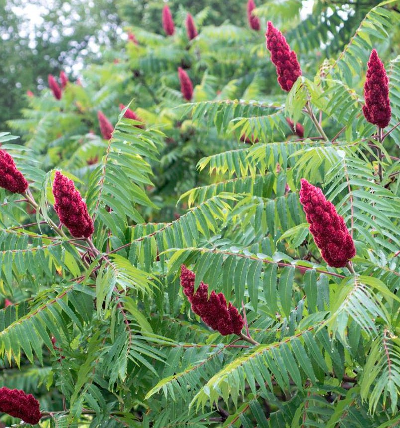 European Lemonade Tree Staghorn Sumac Rhus typhina hirta - 15 Seeds