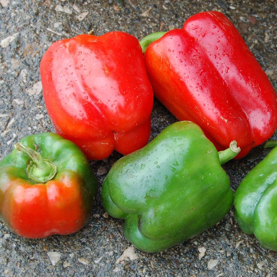 Heirloom Bell Pepper California Wonder OG Sweet - 40 Seeds