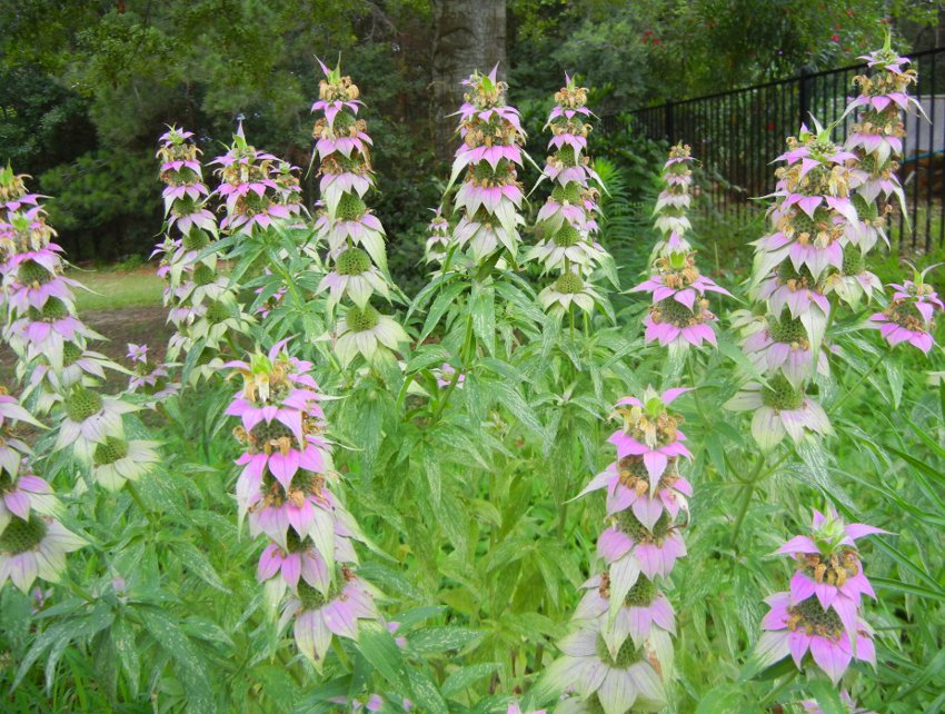 Organic Spotted Bee Balm Herb Monarda punctata - 150 Seeds