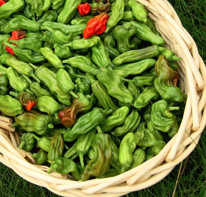 Greek Heirloom Peperone Peperoncini Capsicum annuum - 30 Seeds