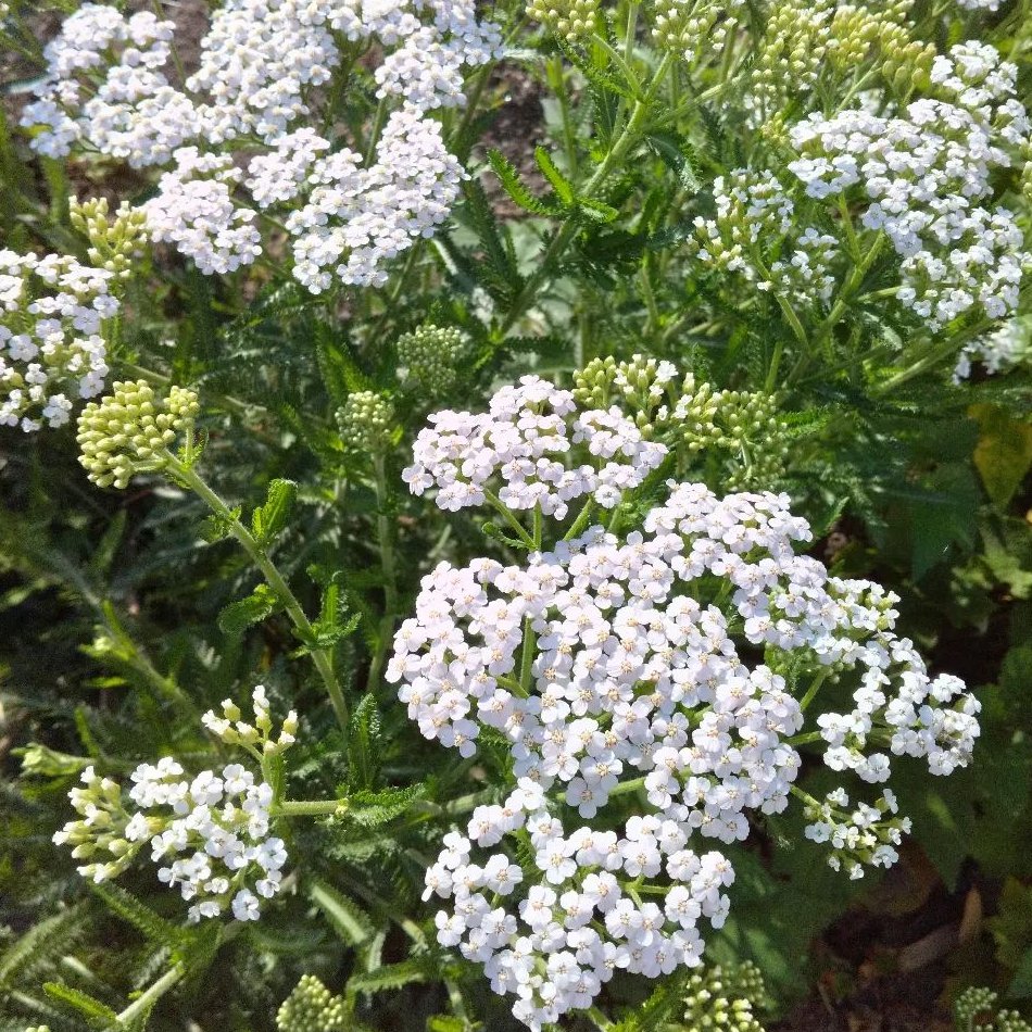 Native White Yarrow Medicinal Herb Milfoil Organic Achillea millefolium ...