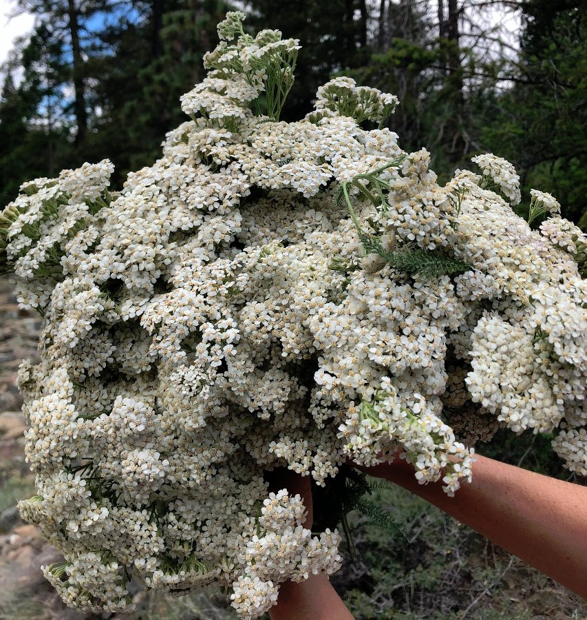 Native White Yarrow Medicinal Herb Milfoil Organic Achillea millefolium ...