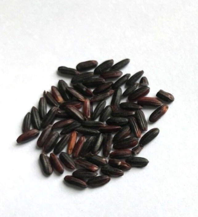 Bulk Heirloom "Forbidden" Black Rice Plant Seeds Organic Oryza sativa ...