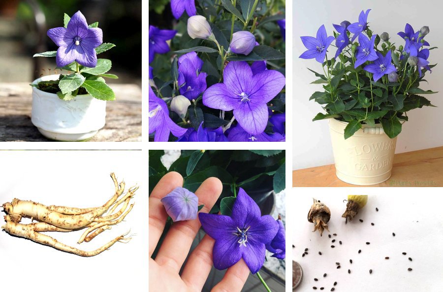 Medicinal Balloon Flower Purple Platycodon grandiflorus - 40 Seeds