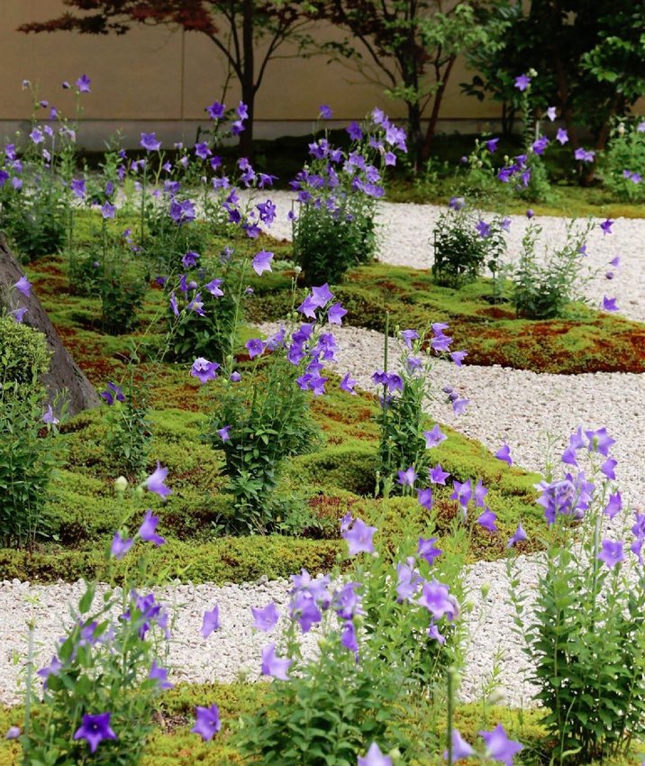 Toraji Korean Balloon Flower Platycodon grandiflorus - 40 Seeds