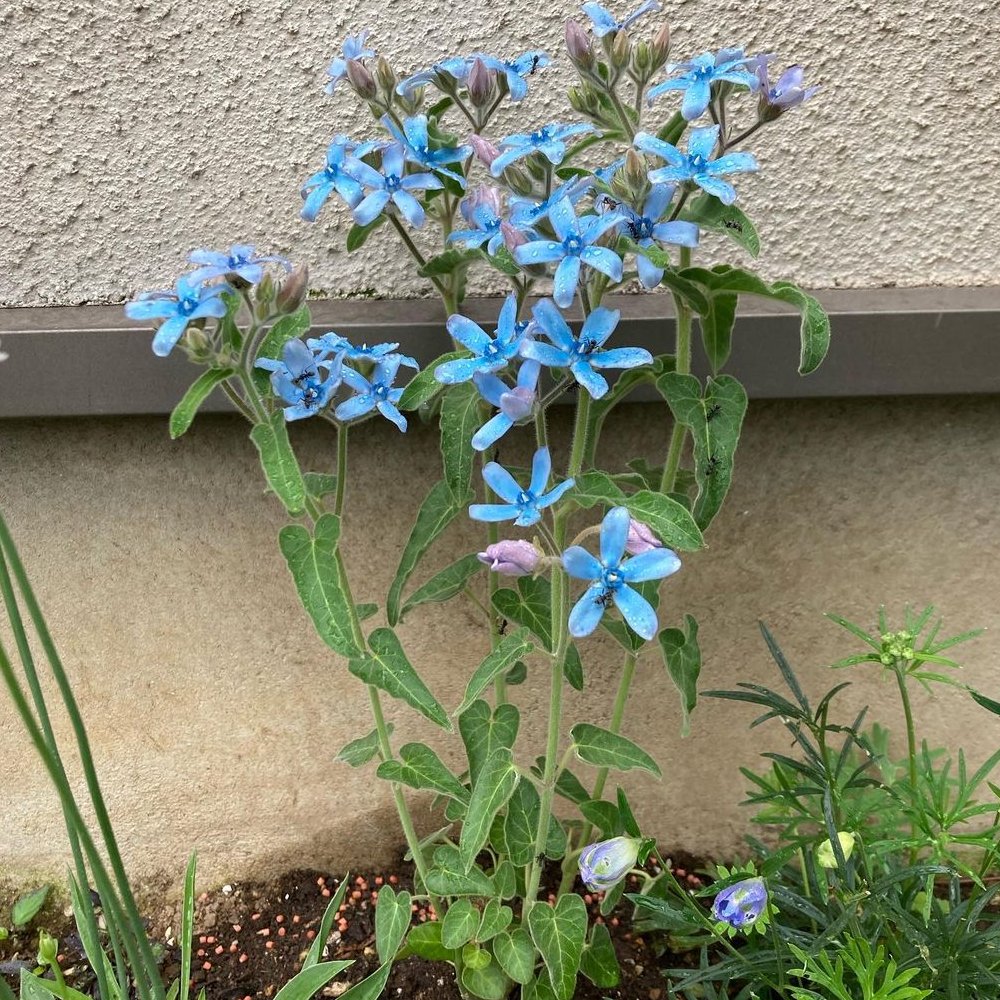Blue Southern Star Milkweed Rare Tweedia Oxypetalum caeruleum - 8 Seeds
