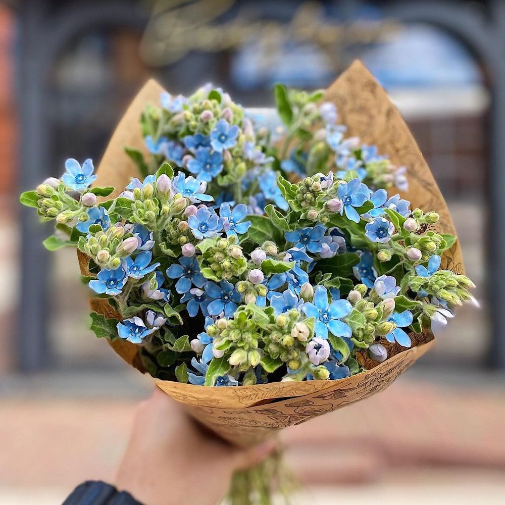 Blue Southern Star Milkweed Rare Tweedia Oxypetalum caeruleum - 8 Seeds