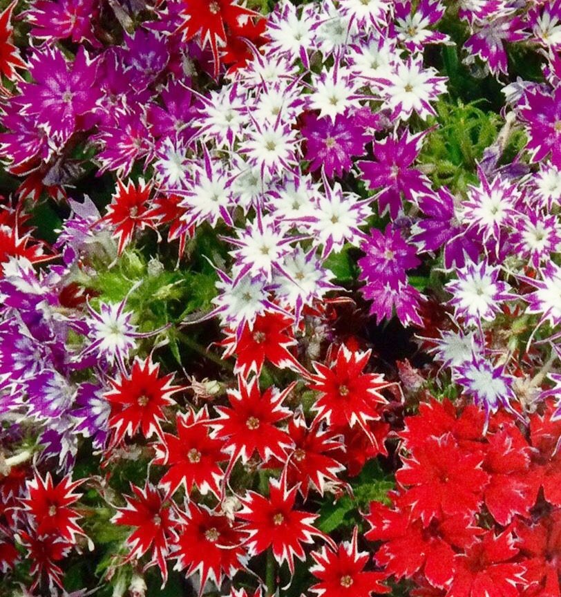 Beautiful Twinkle Star Phlox Flowers Phlox drummondii - 100 Seeds