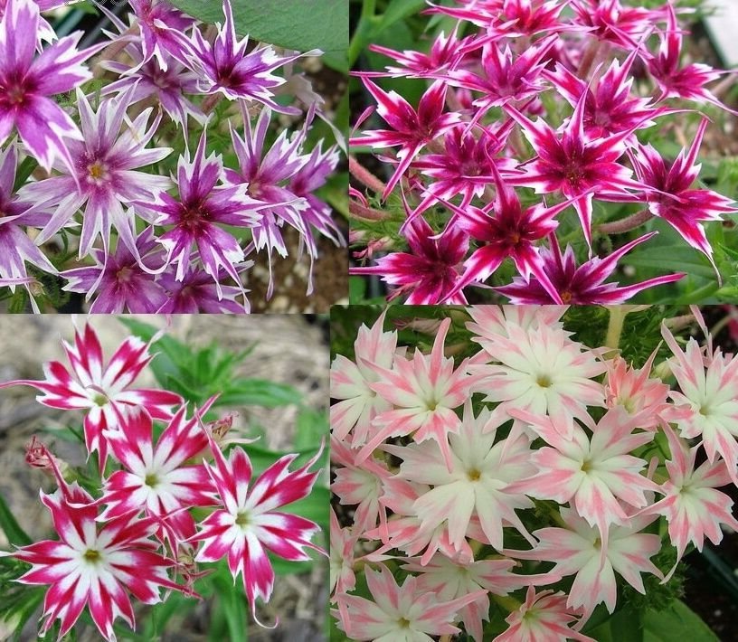 Beautiful Twinkle Star Phlox Flowers Phlox drummondii - 100 Seeds