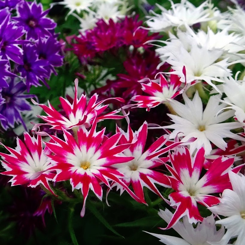 Beautiful Twinkle Star Phlox Flowers Phlox drummondii - 100 Seeds