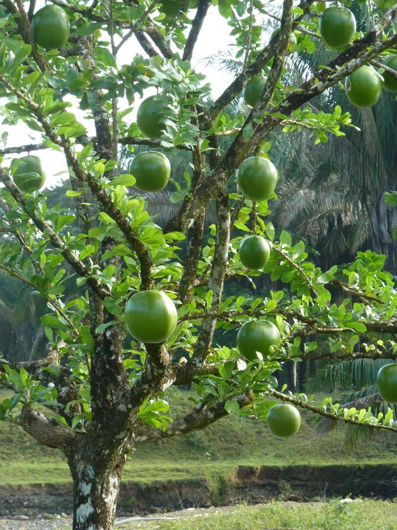 Exotic Mexican Calabash Gourd Tree Crescentia alata - 25 Seeds