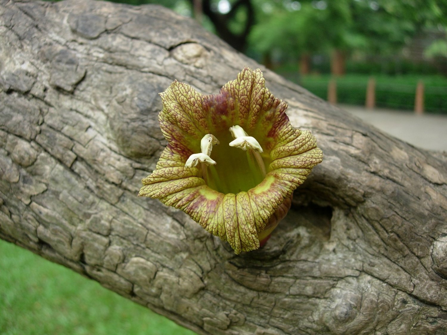 Exotic Mexican Calabash Gourd Tree Crescentia alata - 25 Seeds