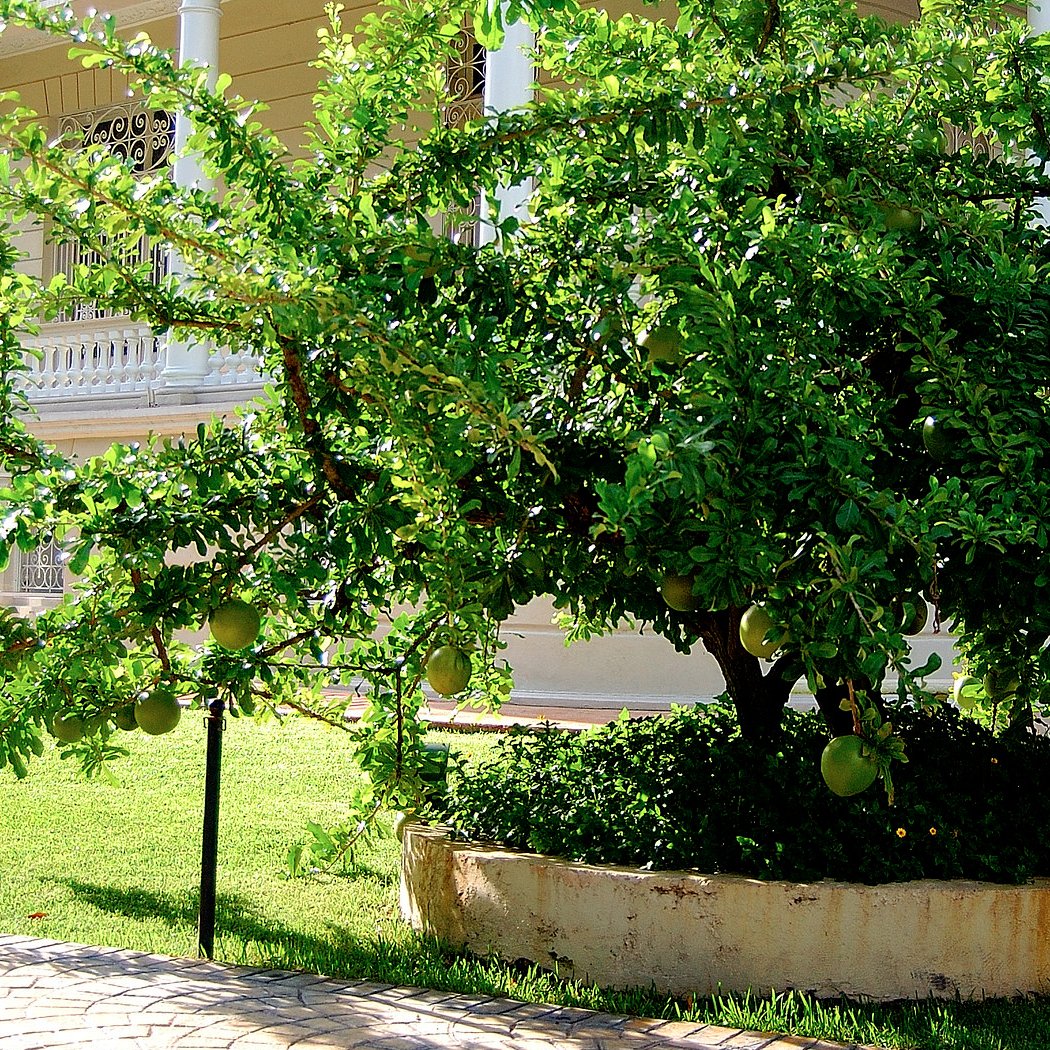 Mexican Calabash Tree Crescentia alata - 25 Seeds