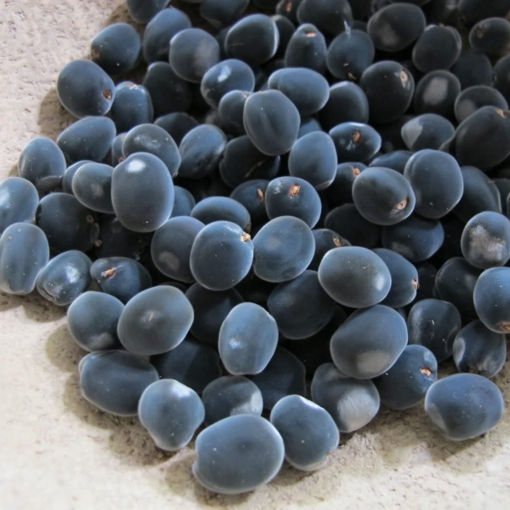 Hawaiian Mgambo Black Pearl Tree Majidea Zanguebarica - 5 Seeds