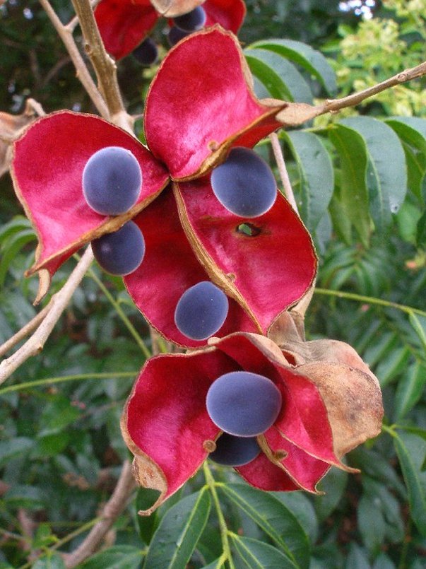Hawaiian Mgambo Black Pearl Tree Majidea Zanguebarica - 5 Seeds
