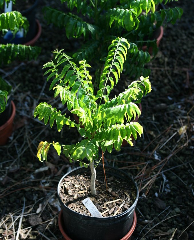 Rare Mgambo Black Pearl Tree Majidea Zanguebarica - 5 Seeds