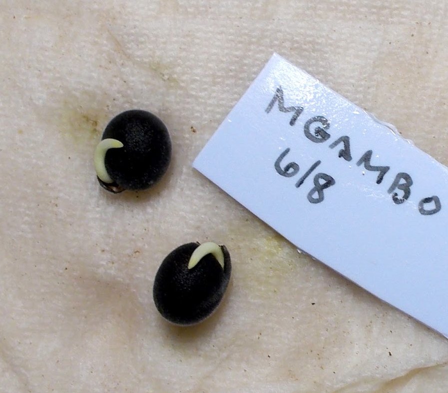 Exotic Black Pearl Tree Mgambo Rare Majidea zanguebarica - 5 Seeds