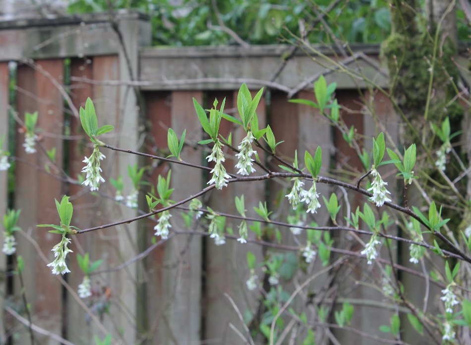 Native Indian Plum Hardy Oso Berry Oemleria cerasiformis – 20 Seeds