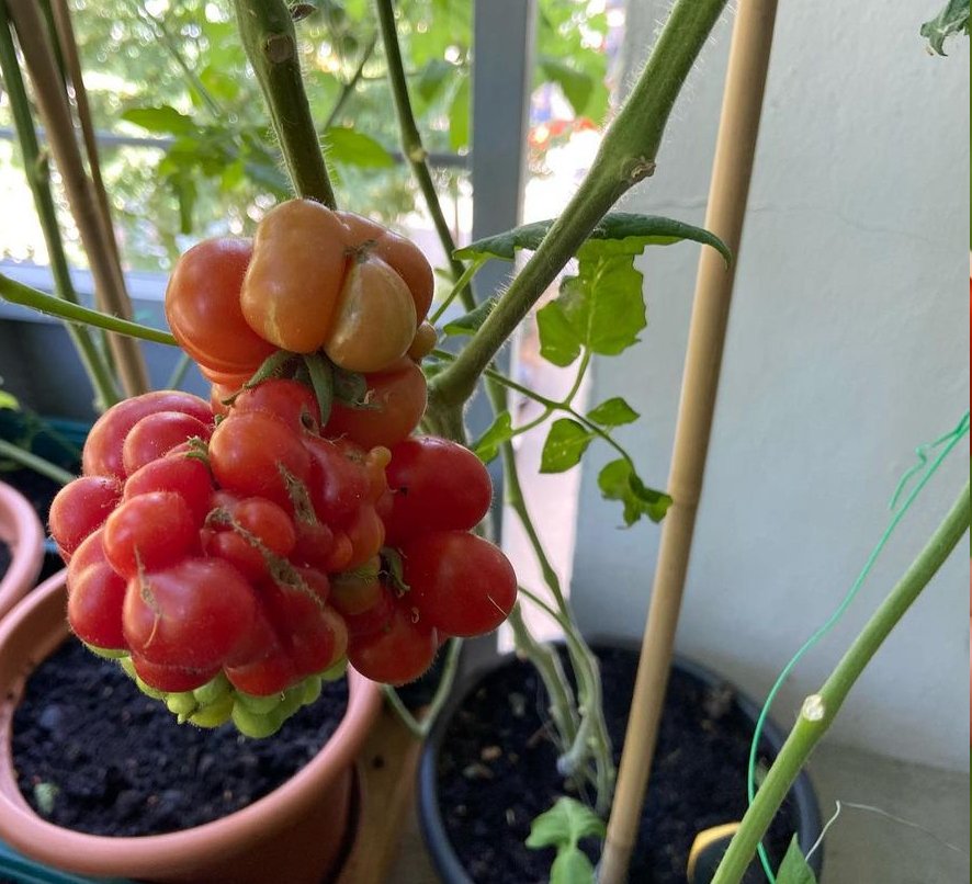 Tomato Bizarre Rare Heirloom Reisetomate Lycopersicon lycopersicum - 15 ...