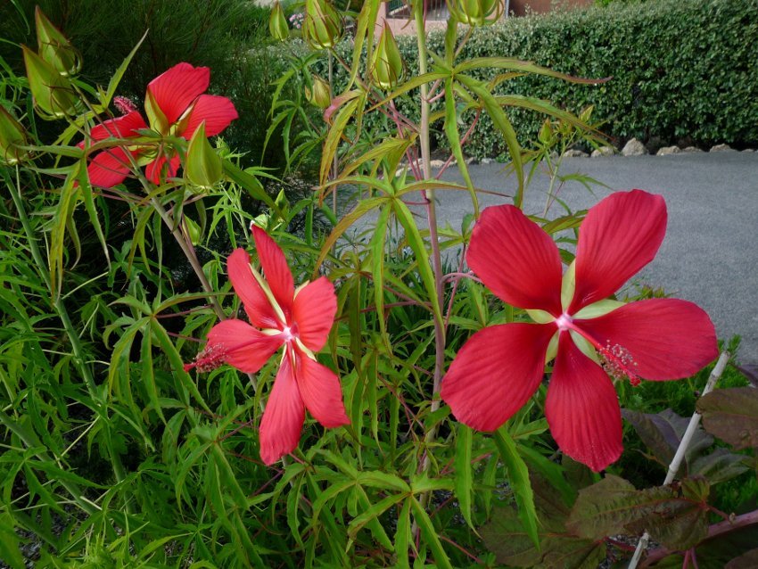 Hardy Scarlet Red Texas Star Hibiscus coccineus - 10 Seeds