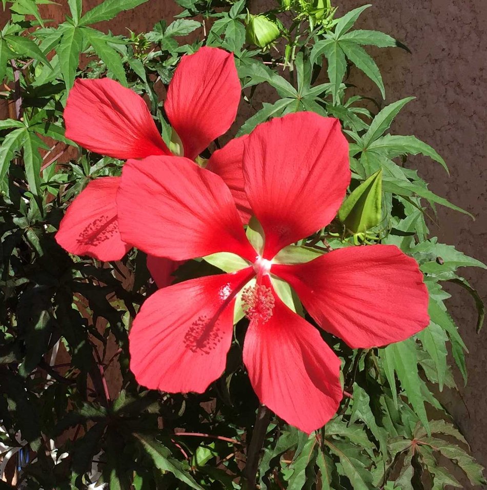 Native Red Texas Star Swamp Mallow Hibiscus coccineus - 10 Seeds