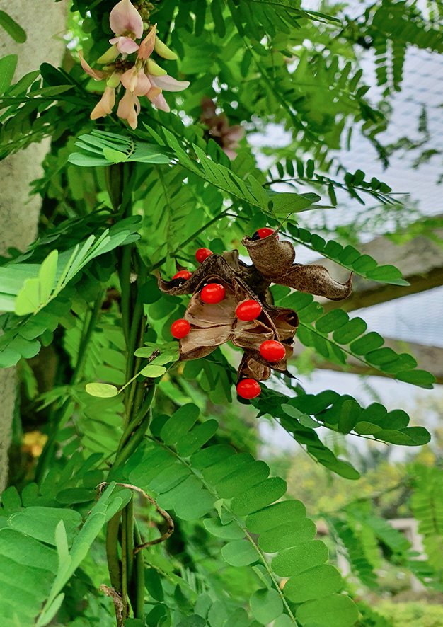 Rare Jequirity Rosary Pea Abrus precatorius - 20 Seeds