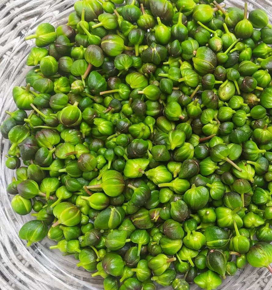 Wild Italian Caper Bush Capparis spinosa - 20 Seeds