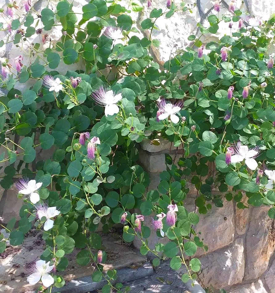 Wild Italian Caper Bush Organic Capparis spinosa - 20 Seeds