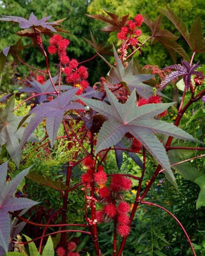 Castor Oil Bean Fast Growing Ricinus Communis - 8 Seeds