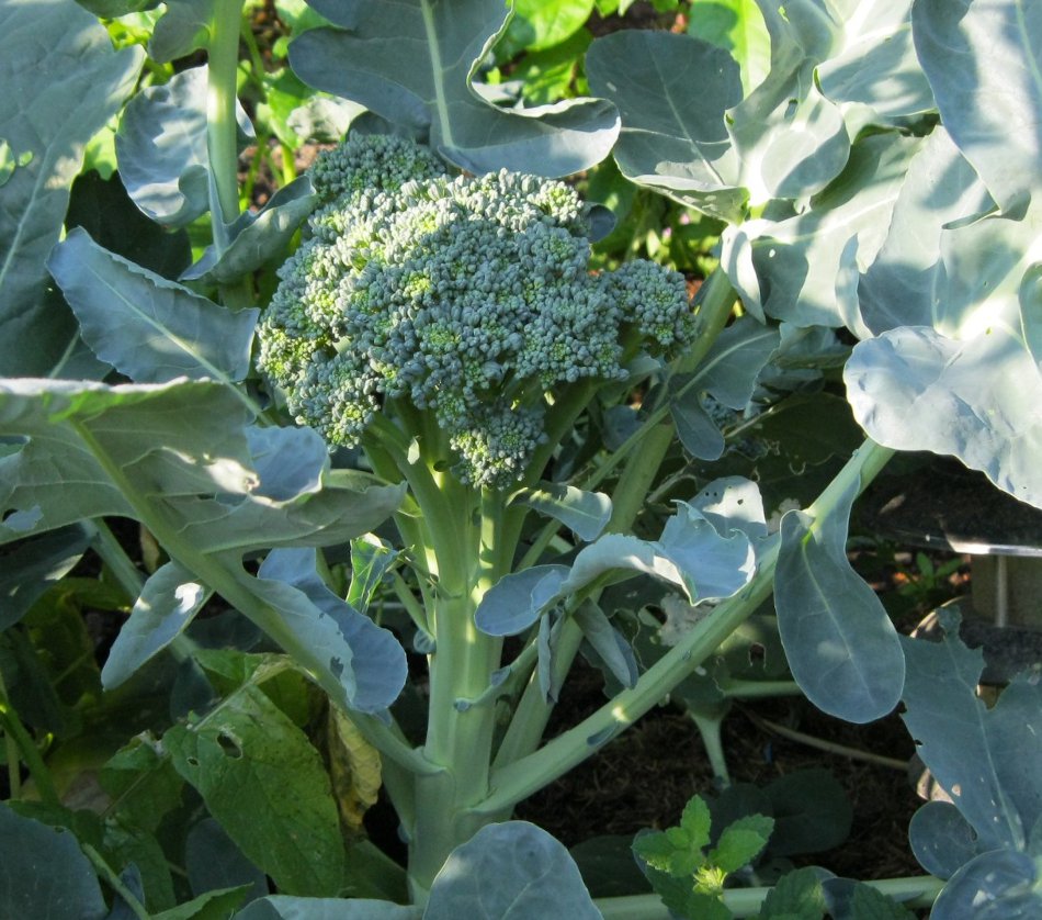 Italian Heirloom Broccoli Calabrese Green Sprouting Brassica oleracea ...